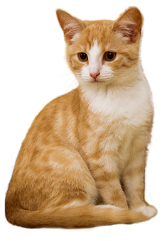 CPE232 Portfolio | CALDERON